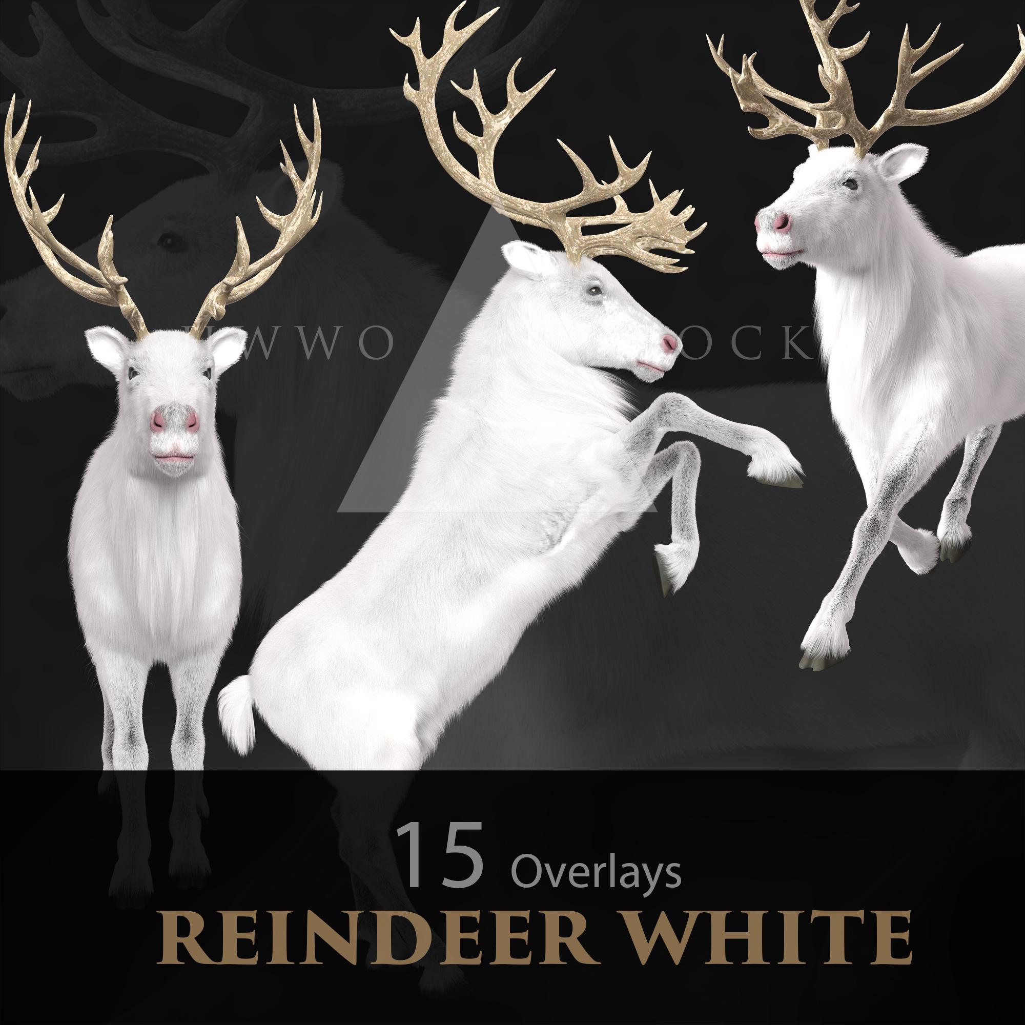 Dear Reindeer/winter/animals/cozy/magical/composite/png/overlay/fantasy ...