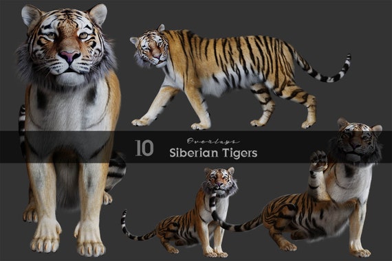 Digital Drawing & Illustration Siberian Tiger/Wild Animals/3D rendered ...