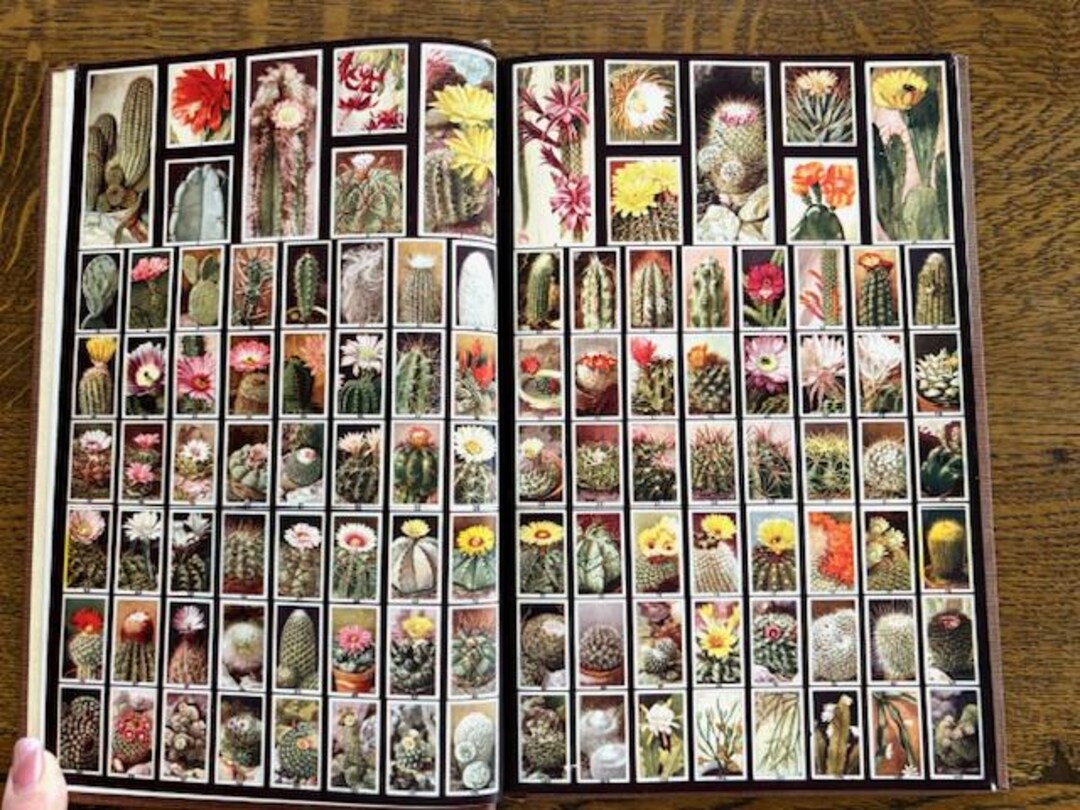 Vintage Cacti Book - 1947 "cacti for the Amateur" - Garden Book ...