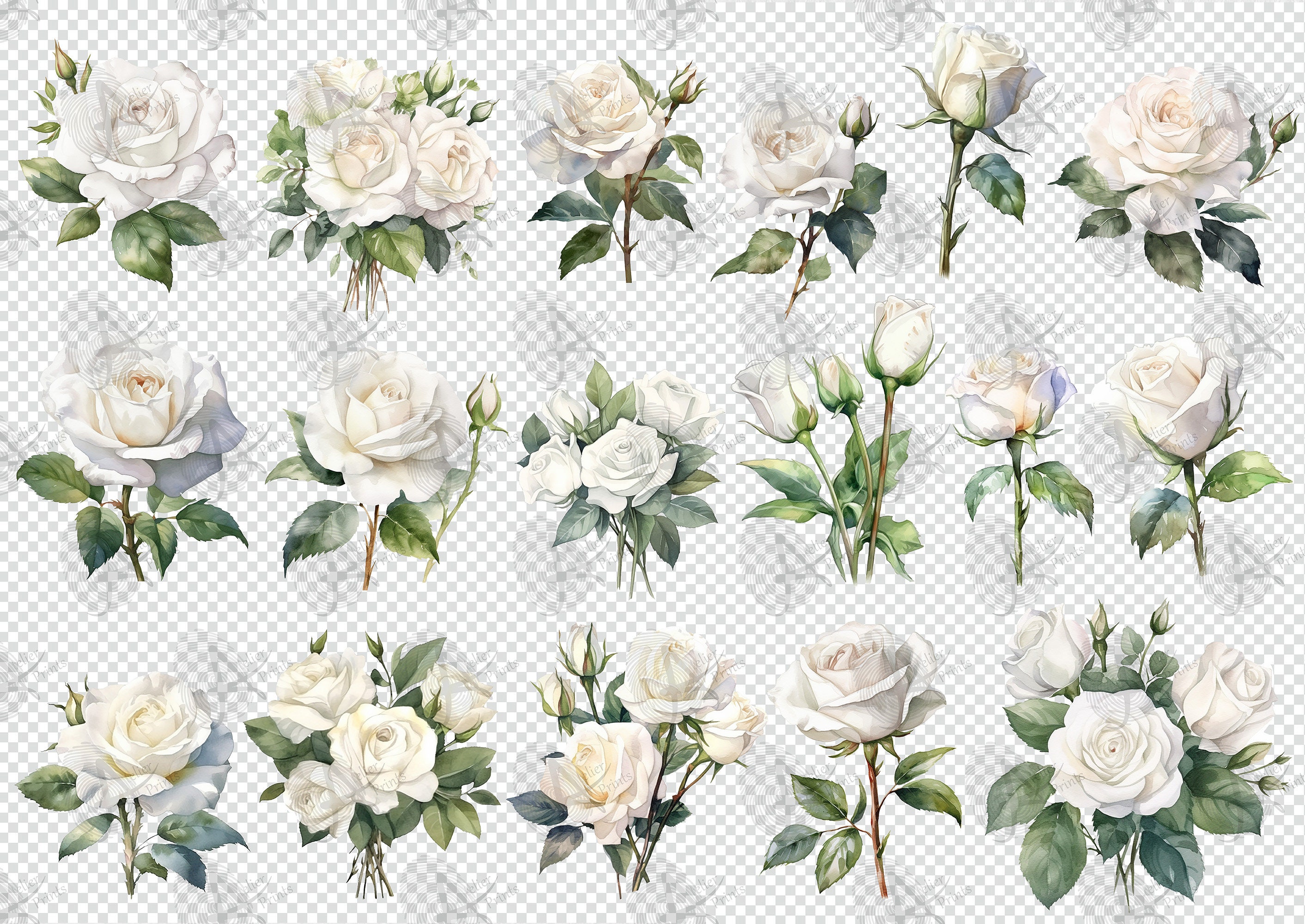 White Watercolor Roses Clipart Romantic White Roses With Leaves in PNG ...