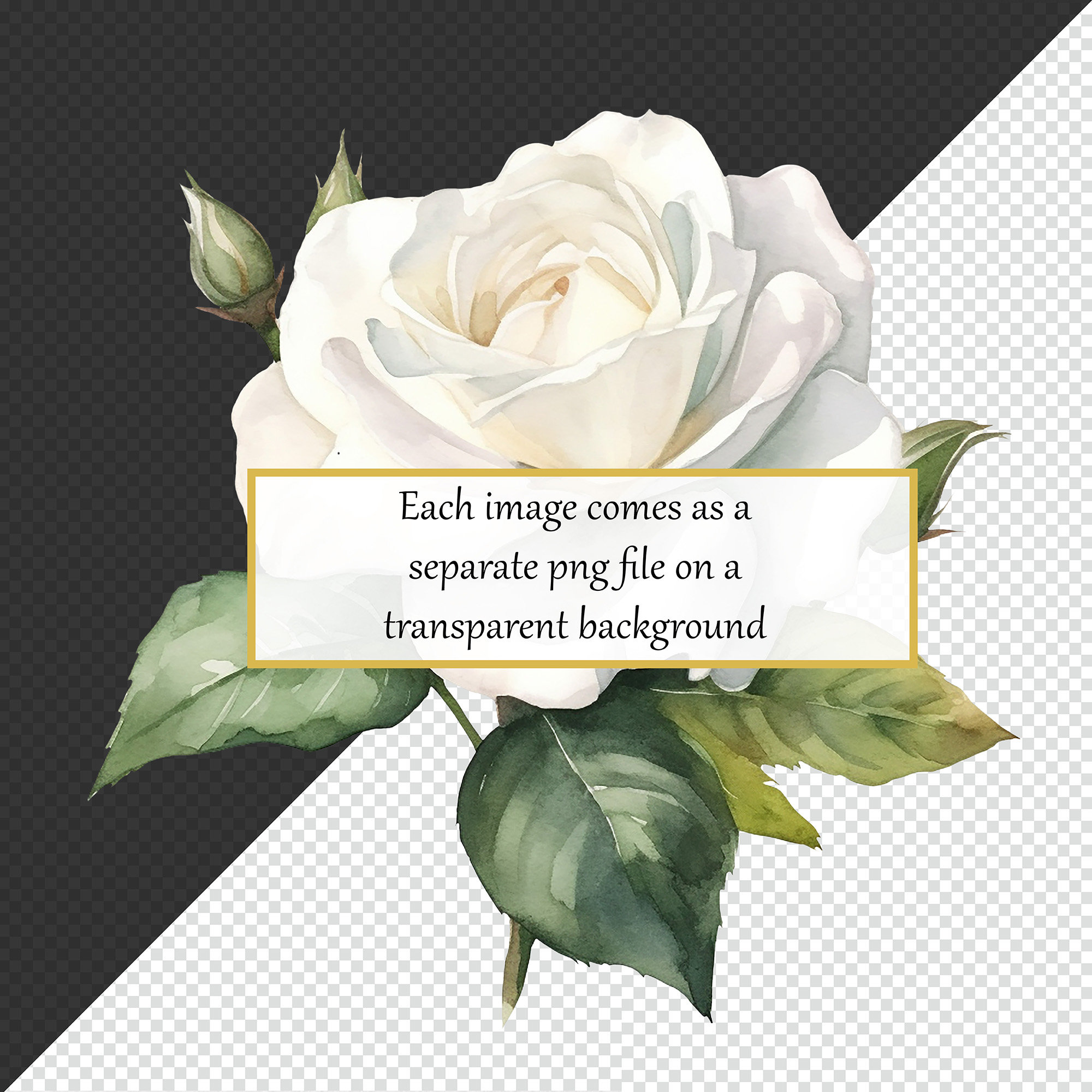 White Watercolor Roses Clipart Romantic White Roses With - Etsy