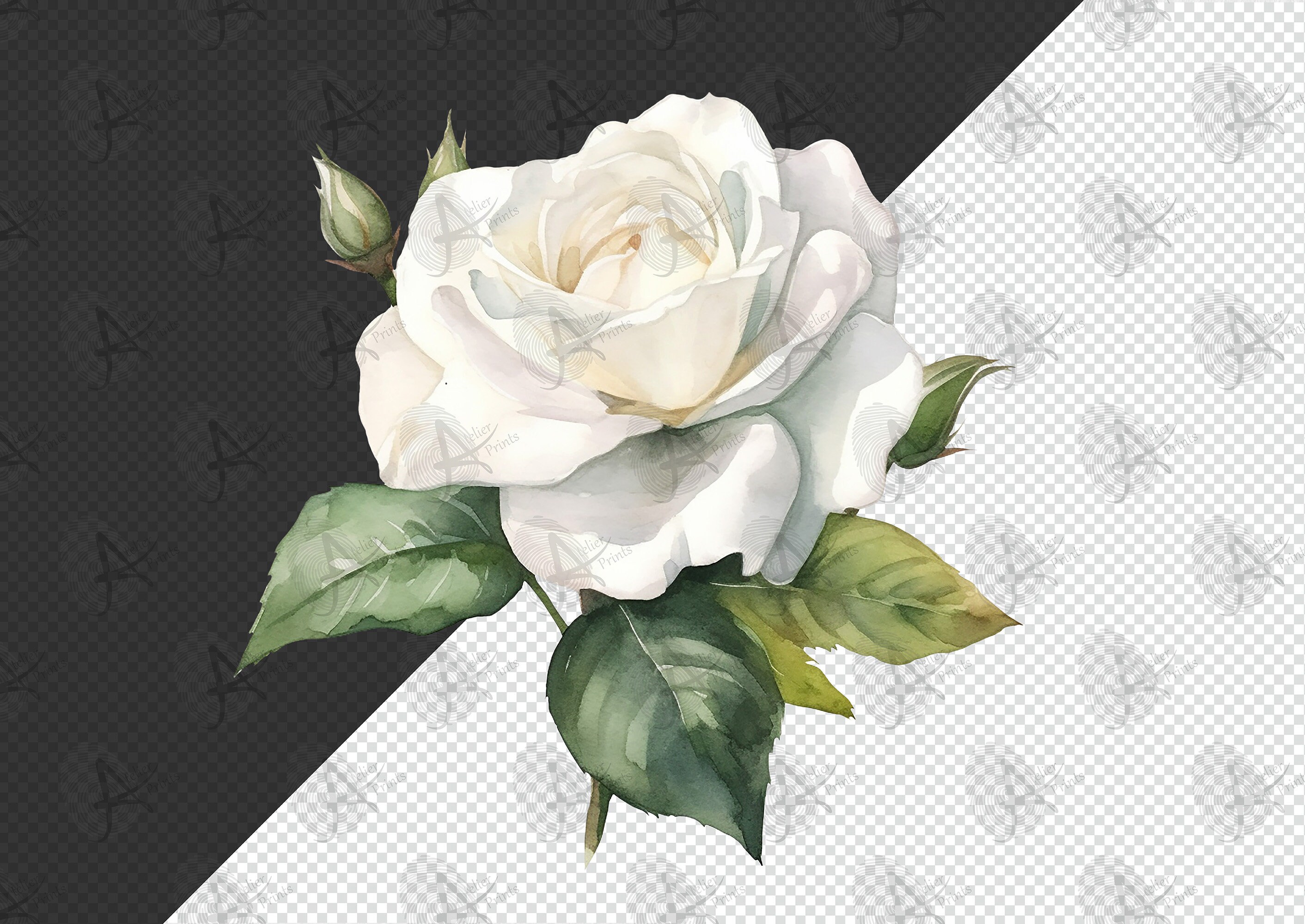 White Watercolor Roses Clipart Romantic White Roses With - Etsy