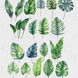 Watercolor Tropical Leaves Clipart, Decorative Monstera Leaf ...