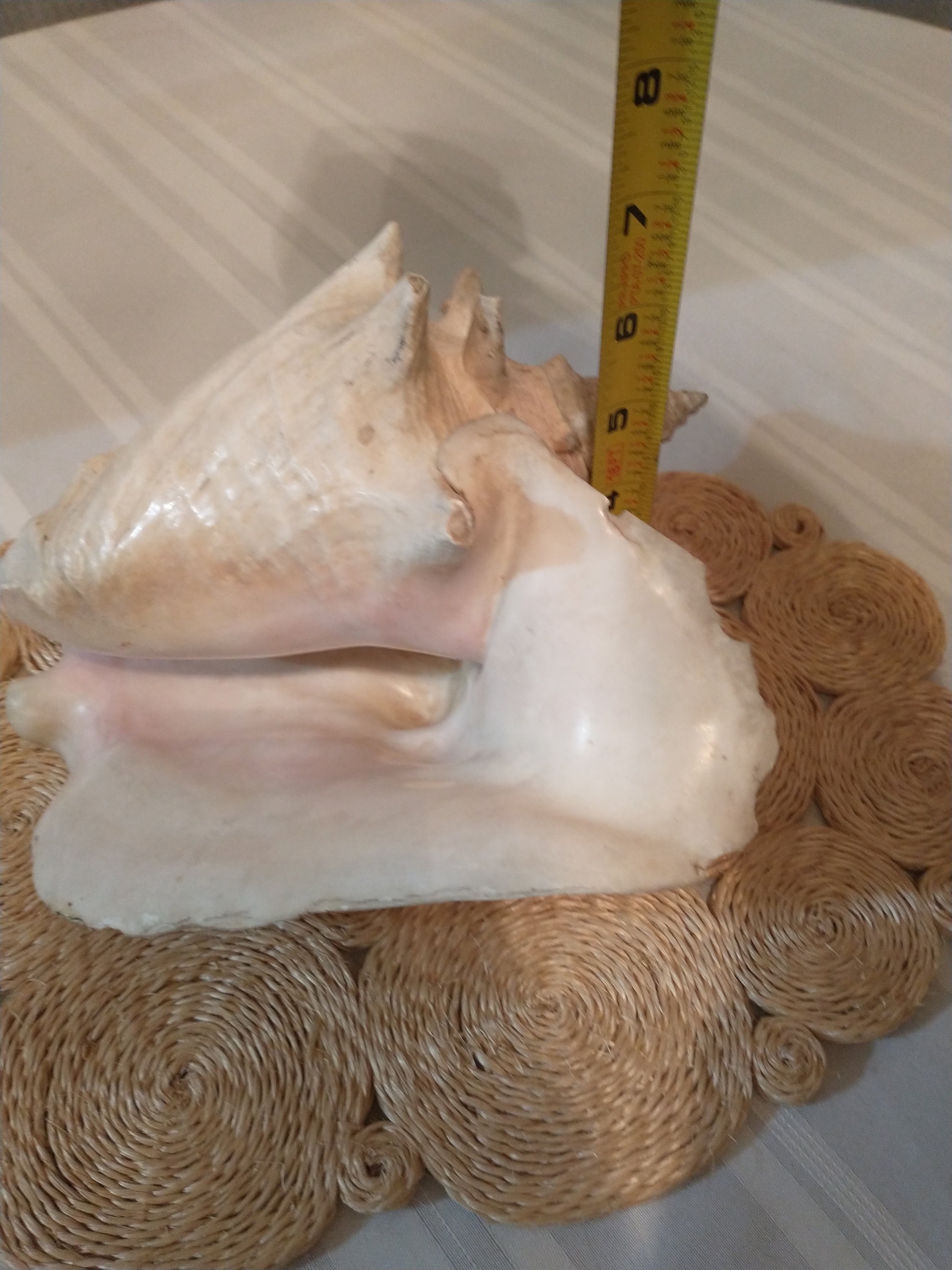 Seriously Large Conch Shell Vintage Conch Shell Sea Witch | Etsy