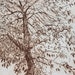 Print - Etching - Autumn Tree - Etsy