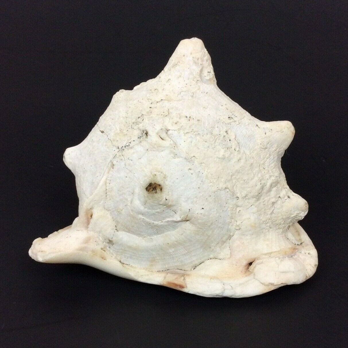 Queen Helmet Conch Shell 6x5x4 White Brown Nautical Tropical - Etsy