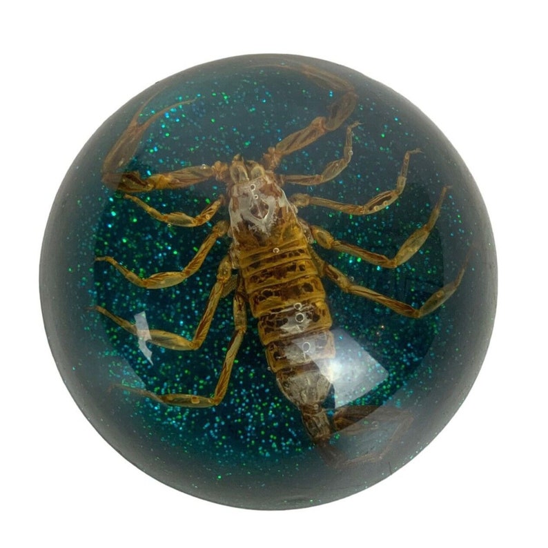 Scorpion in Acrylic Resin Paperweight Blue Glitter Science Education ...