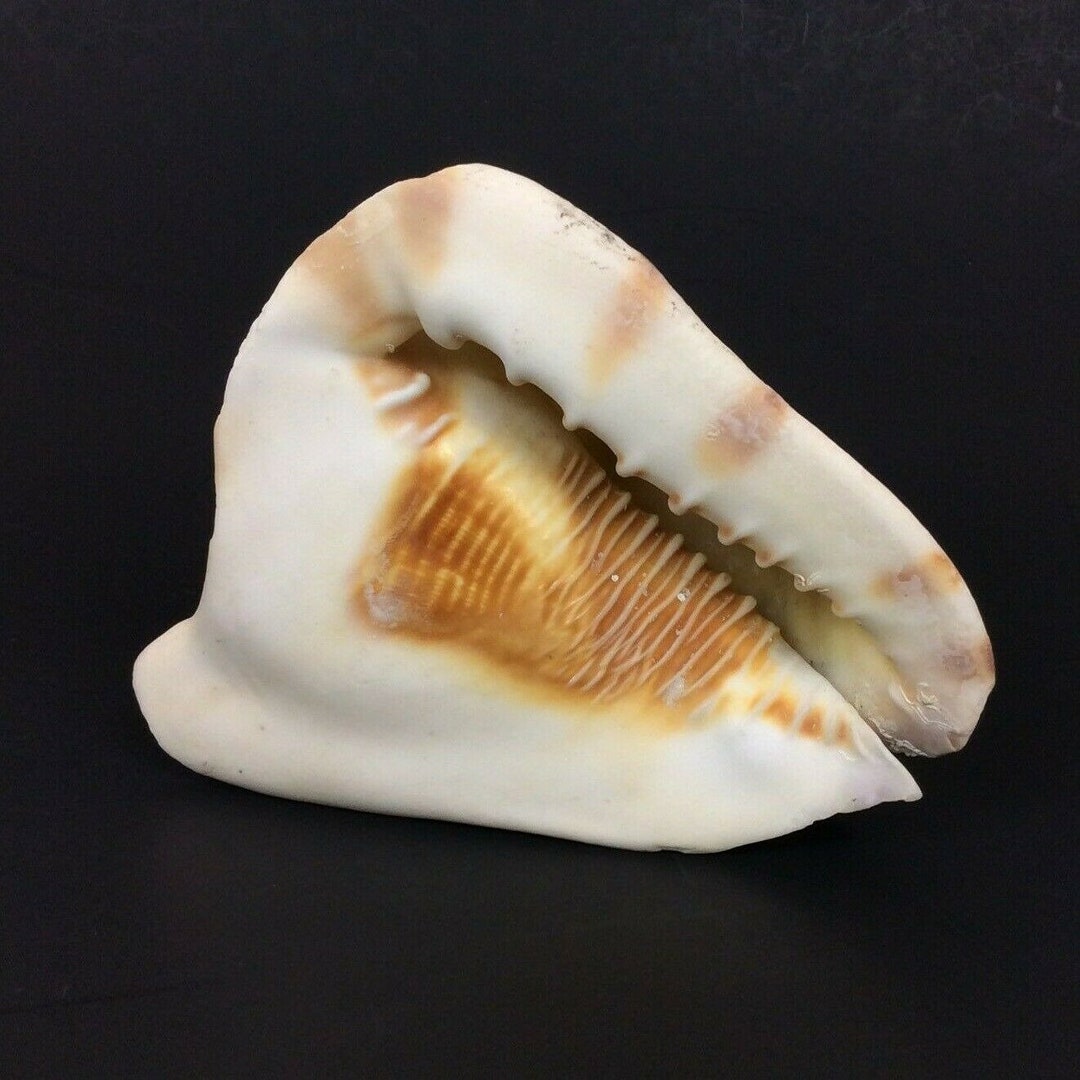 Queen Helmet Conch Shell 6x5x4 White Brown Nautical Tropical - Etsy