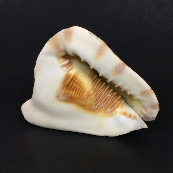 Queen Helmet Conch Shell 6x5x4 White Brown Nautical Tropical - Etsy