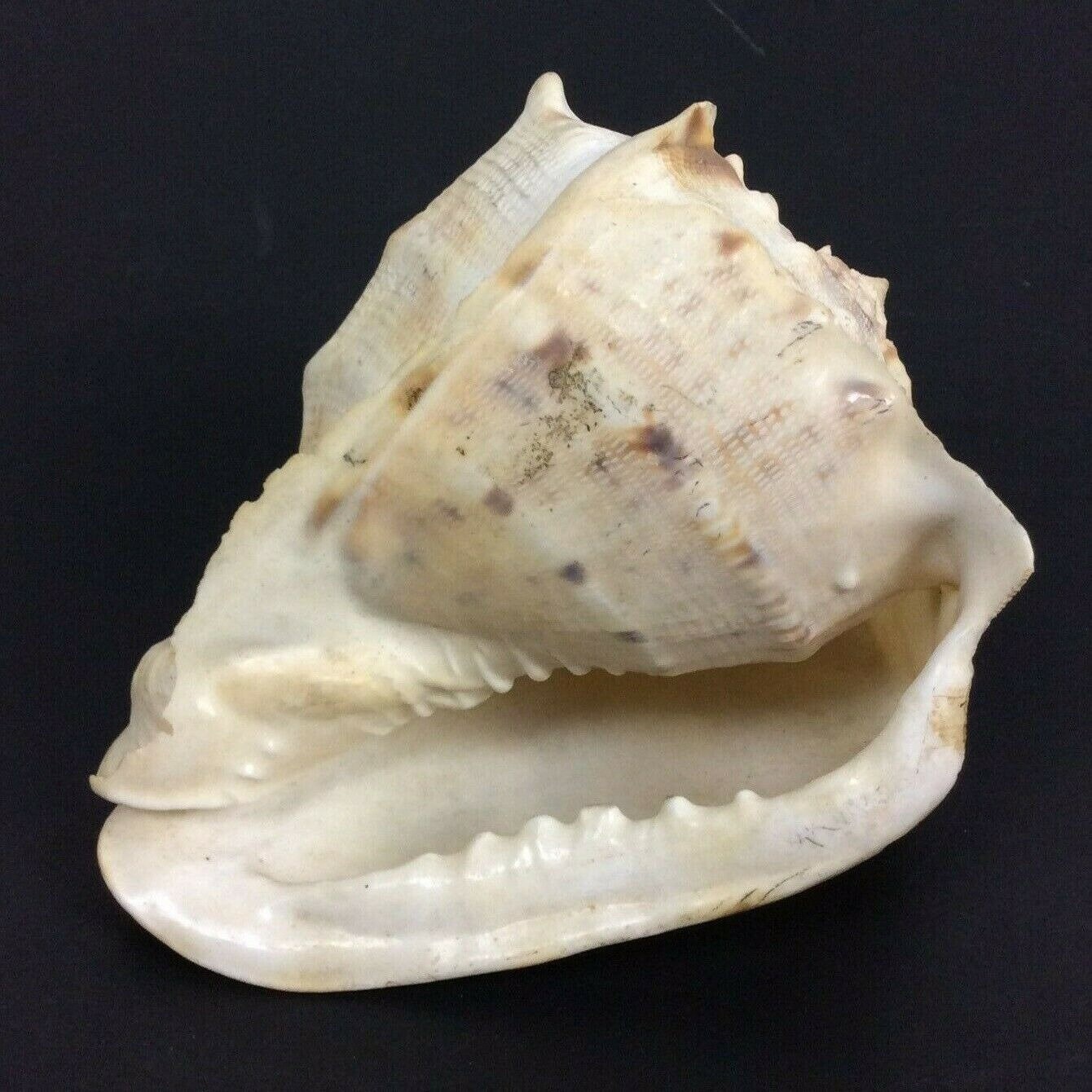 Queen Helmet Conch Shell 6x5x5 White Brown Nautical Tropical Decor ...