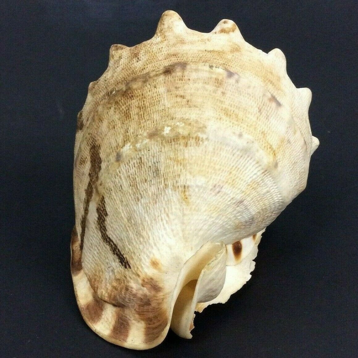 Queen Helmet Conch Shell 6x5x5 White Brown Nautical Tropical Decor ...