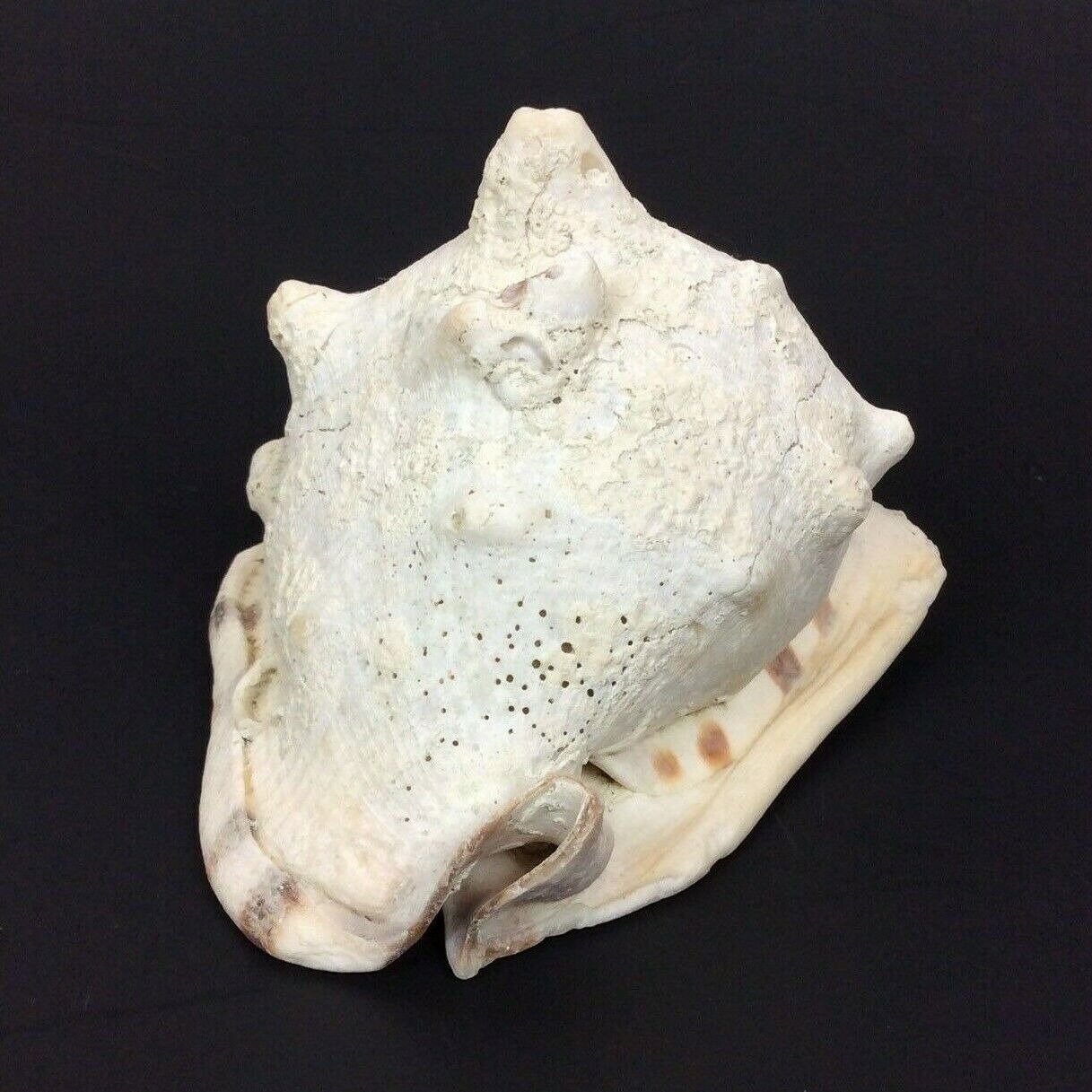 Queen Helmet Conch Shell 6x5x4 White Brown Nautical Tropical - Etsy