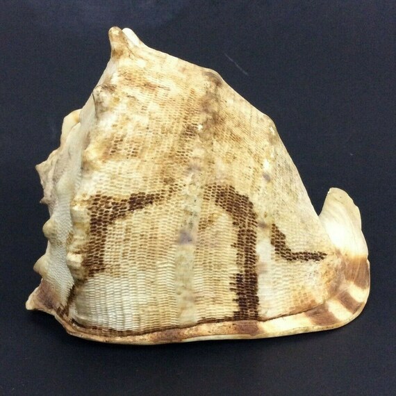 Queen Helmet Conch Shell 6x5x5 White Brown Nautical Tropical - Etsy