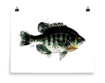 Bluegill Print - Etsy