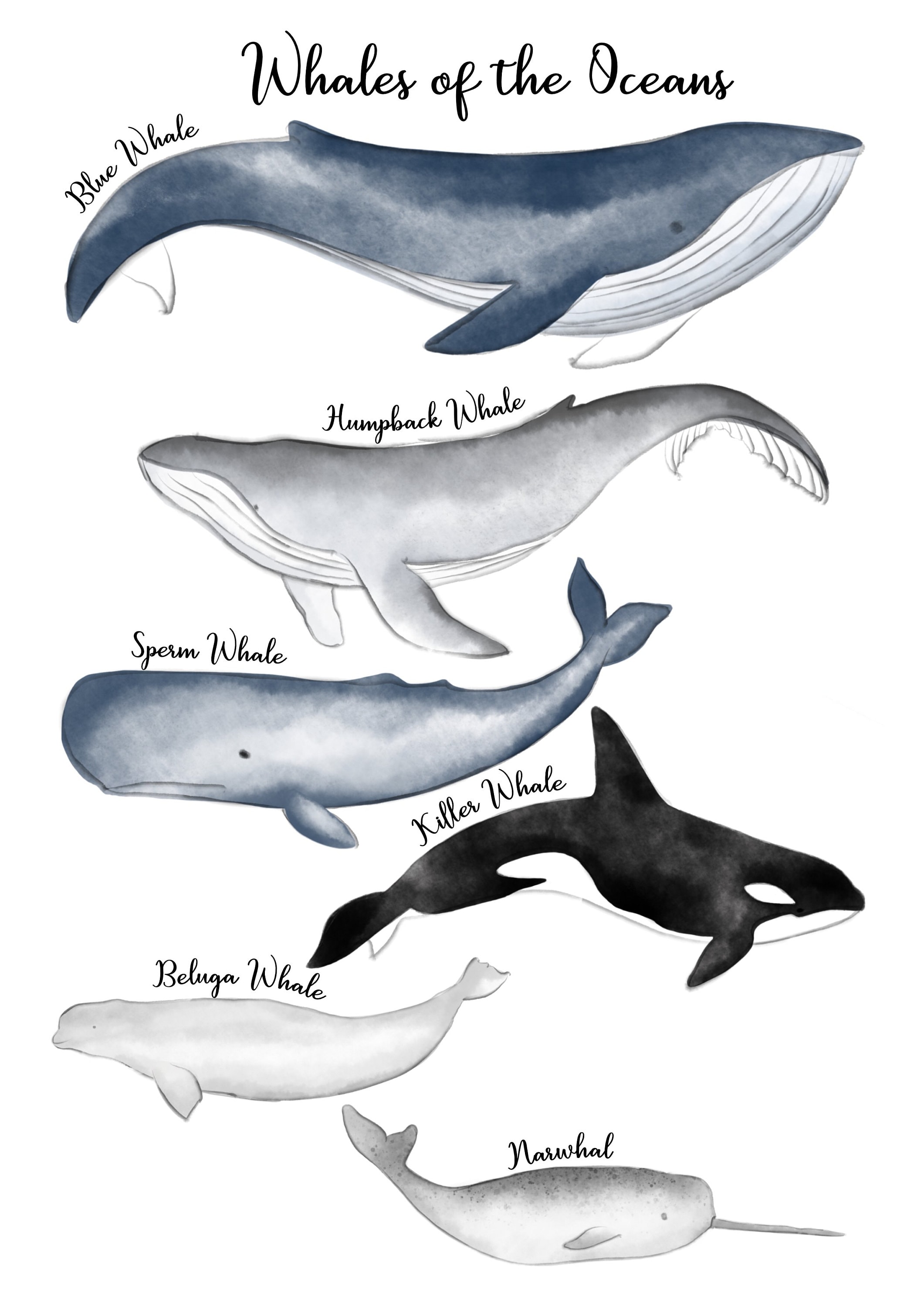 Educational childrens prints Whale poster under the sea | Etsy