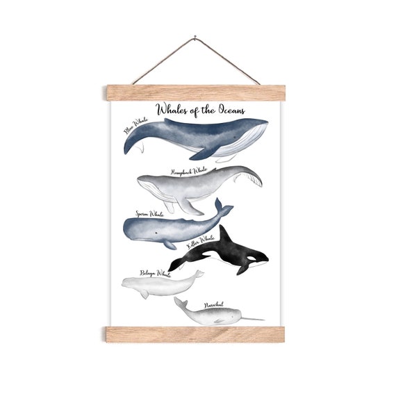 Educational childrens prints Whale poster under the sea | Etsy
