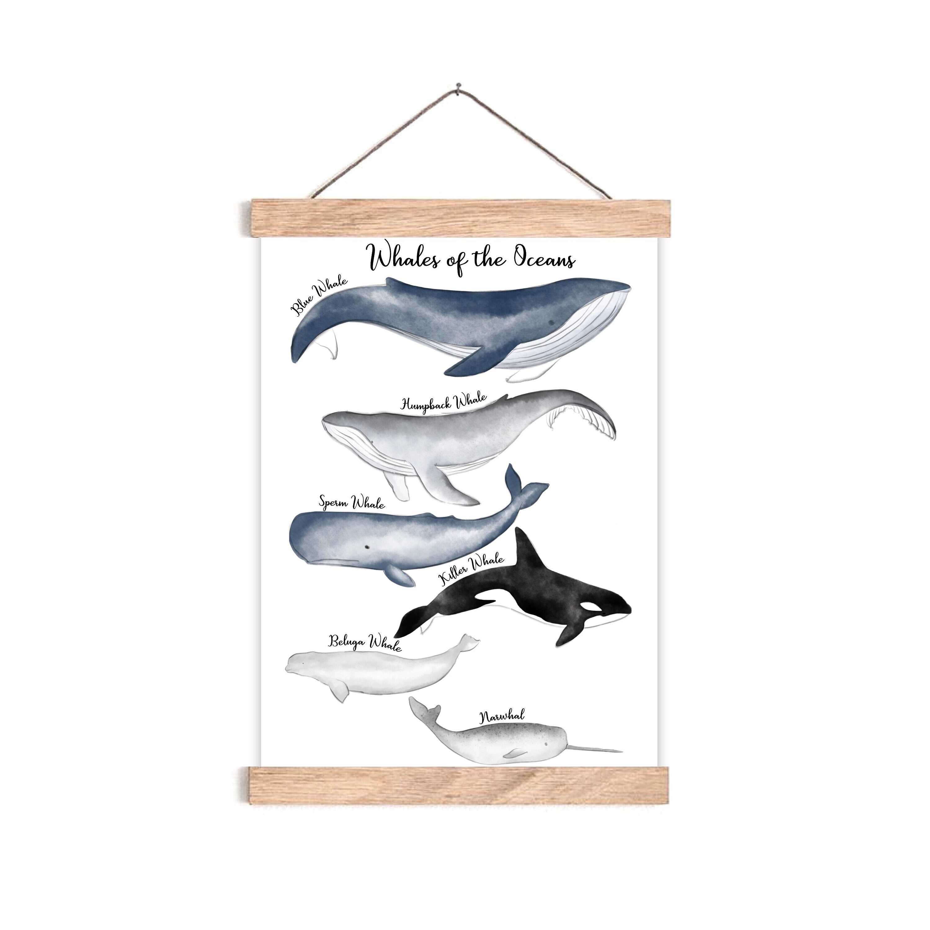 Educational childrens prints Whale poster under the sea | Etsy