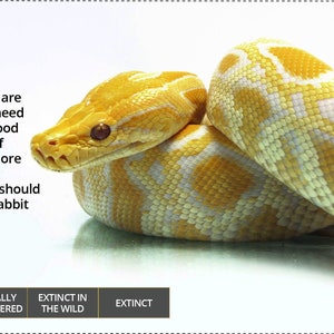 Personalised Burmese Python Information Sticker - Decoration for ...