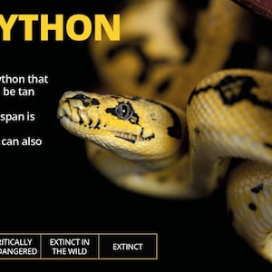 Personalised Jungle Carpet Python Information Sticker - Decoration for ...