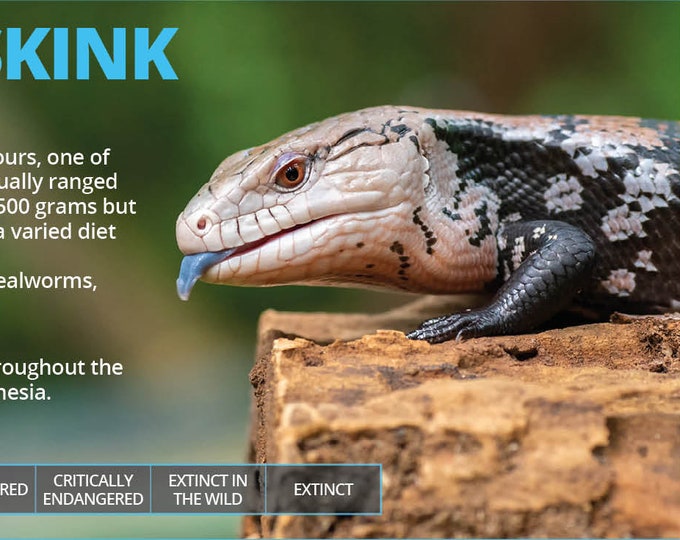 Hot and Spicy SKINK Fire Skink Hard Enamel Pin - Etsy