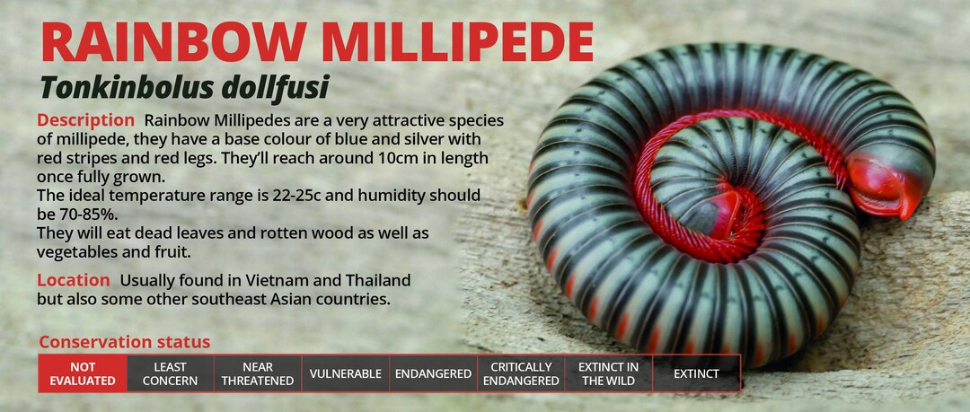 Personalised Rainbow Millipede Information Sticker - Decoration for ...