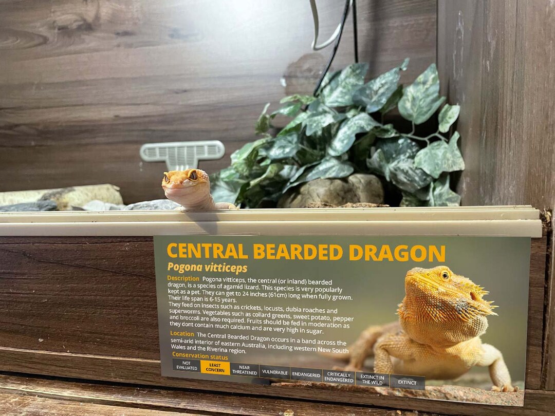 Reptile Enclosure Labels Bearded Dragon Information Sticker - Glossy ...