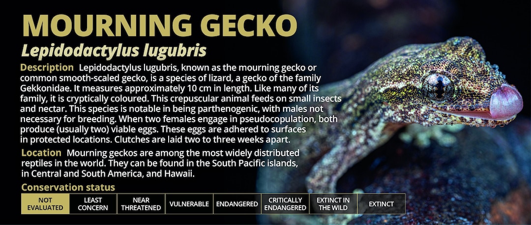 Personalised Mourning Gecko Information Sticker - Decoration for ...