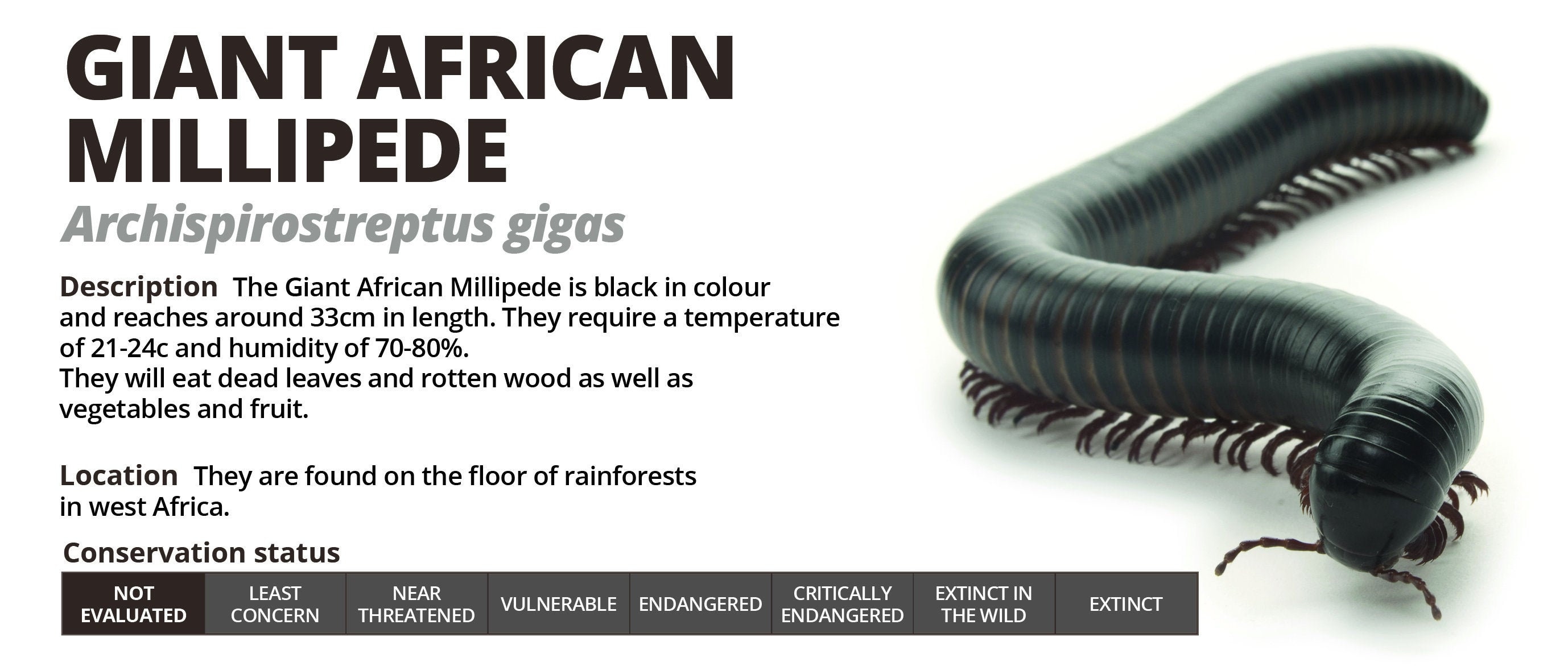 Giant African Millipede Drawing
