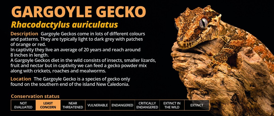 Personalised Gargoyle Gecko Information Sticker - Decoration for ...