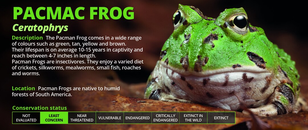 Reptile Enclosure Labels Pacman Frog Information Sticker - Glossy Vinyl ...