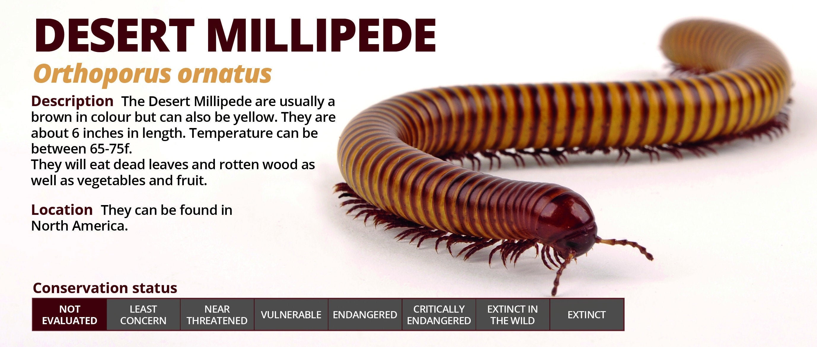 Millipede Facts