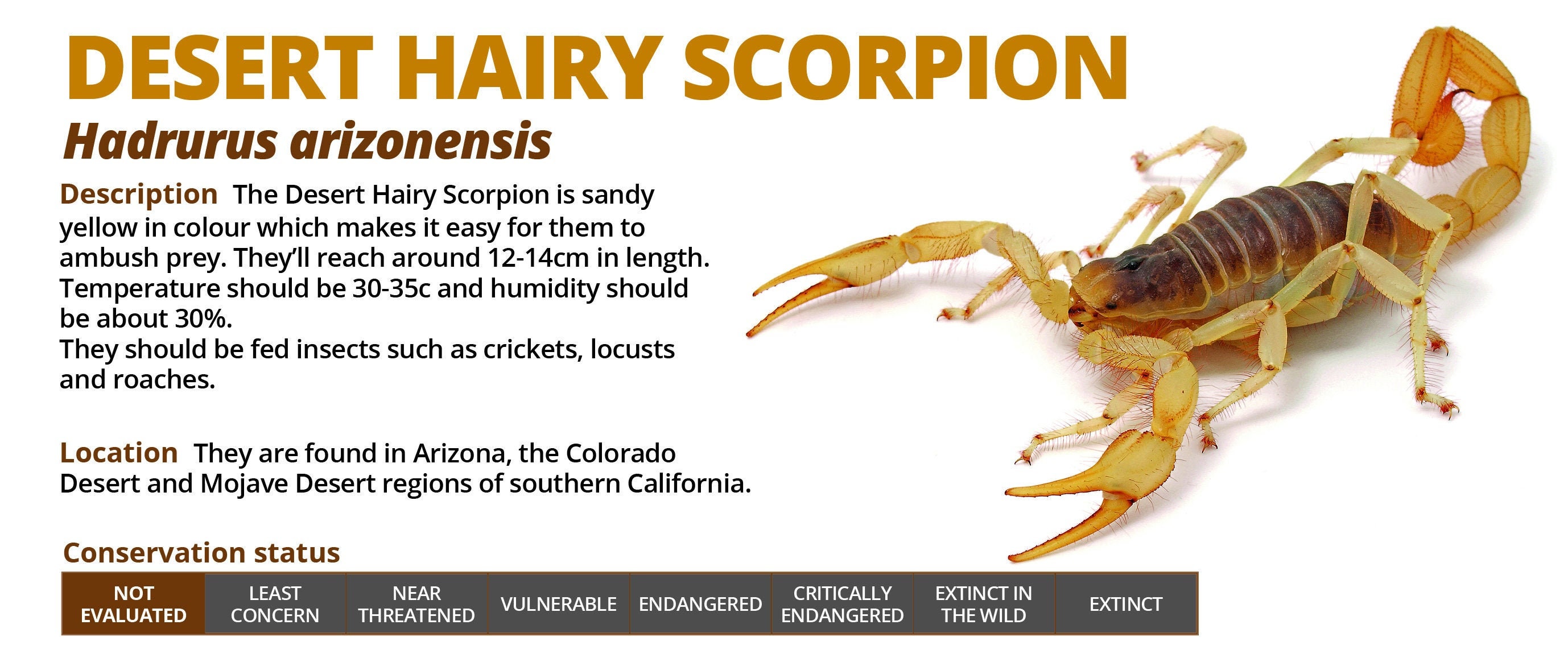 Scorpion Tailed Locusts