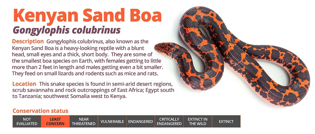 Reptile Enclosure Labels Kenyan Sand Boa Information Sticker - Glossy ...