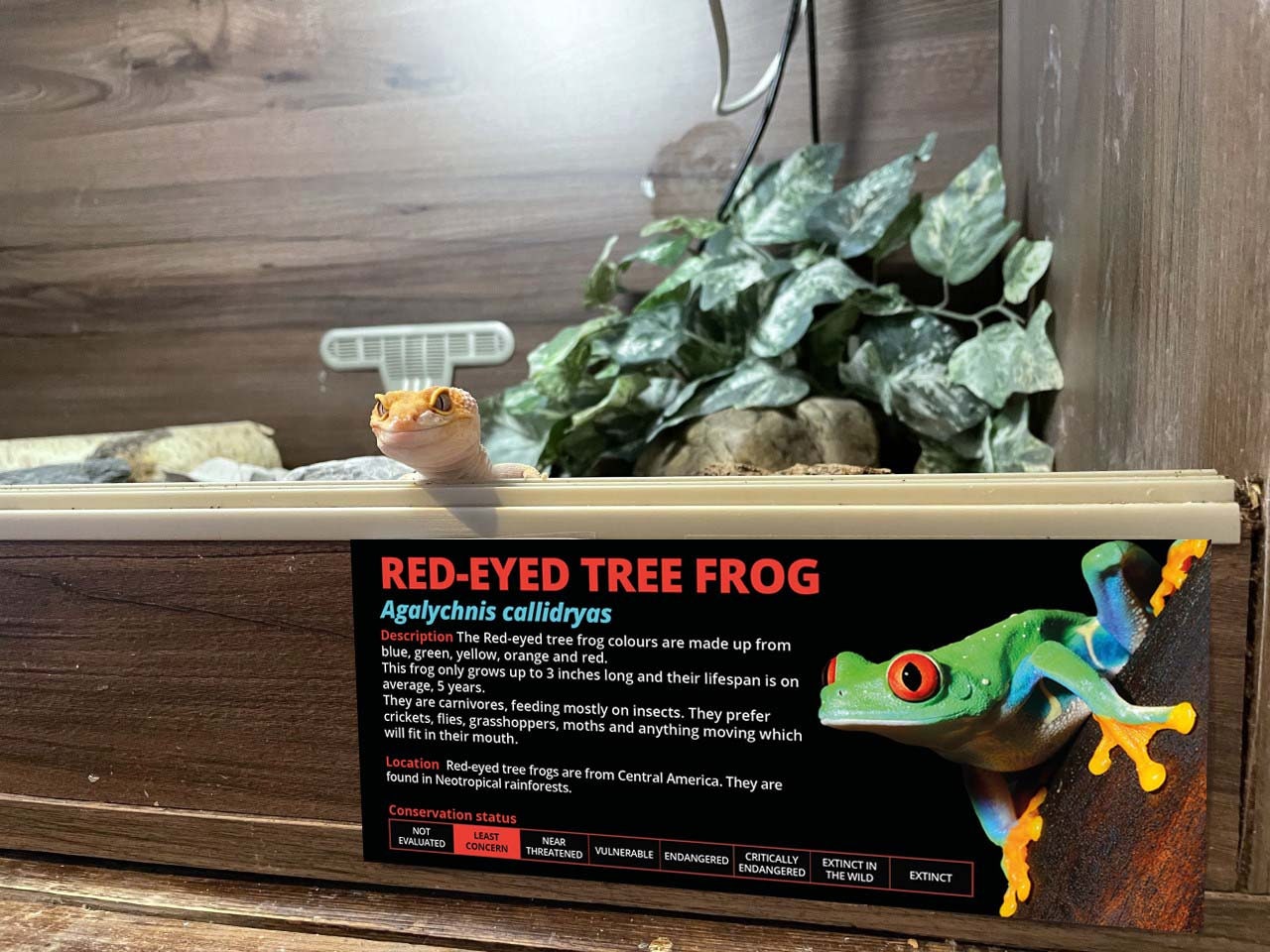 Red Eyed Tree Frog Enclosures