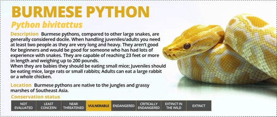 Personalised Burmese Python Information Sticker Decoration | Etsy