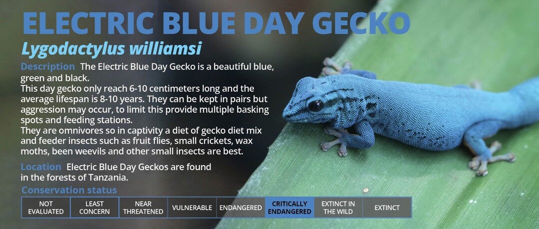 Personalised Electric Blue Day Gecko Information Sticker - Etsy
