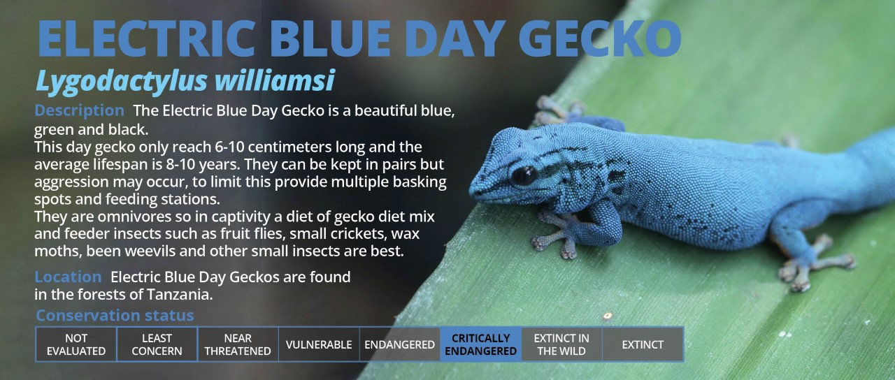 Electric Blue Day Gecko Care Sheet at Evie Rounsevell blog