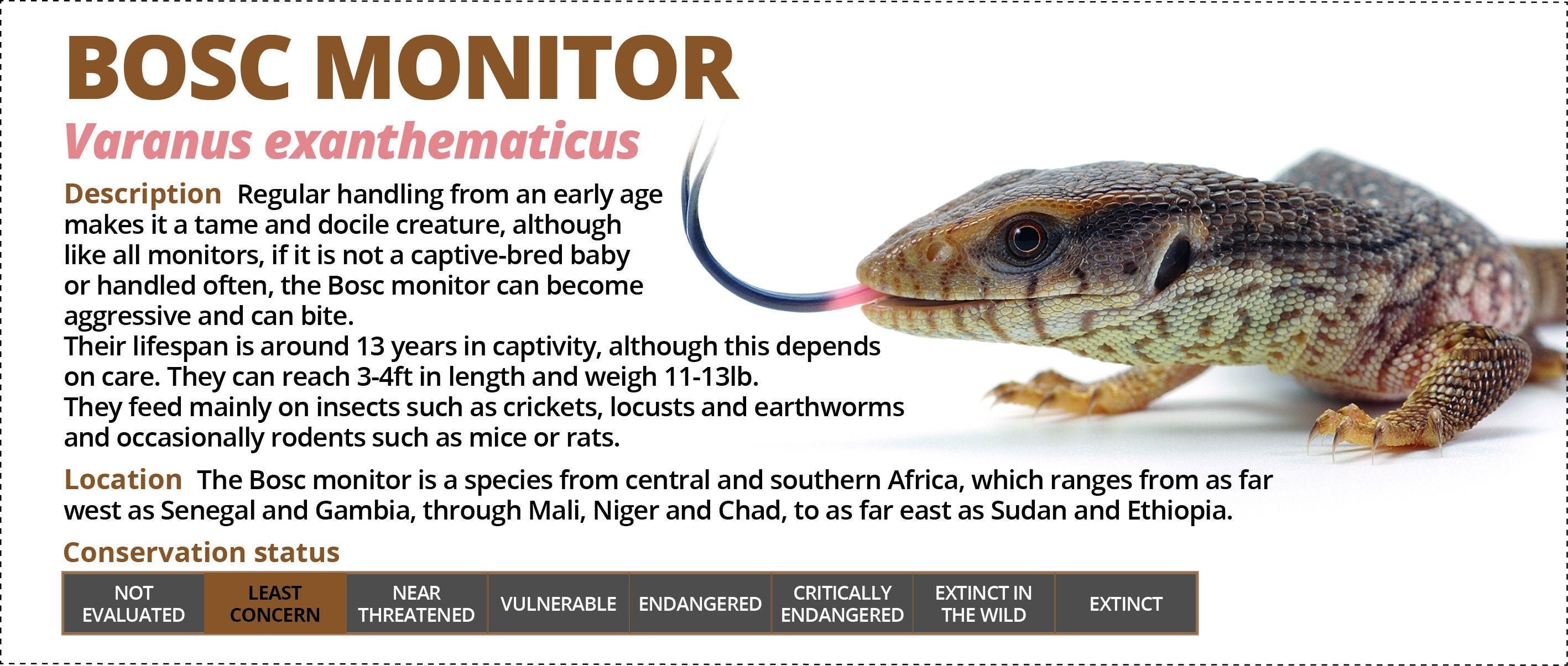 Savannah Monitor Leash