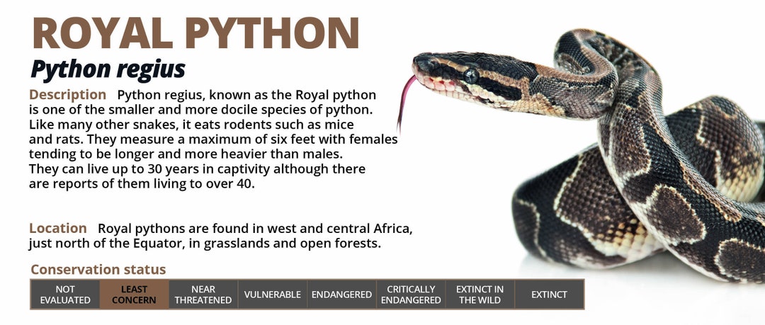 Reptile Enclosure Label Royal Python Information Sticker - Glossy Vinyl ...