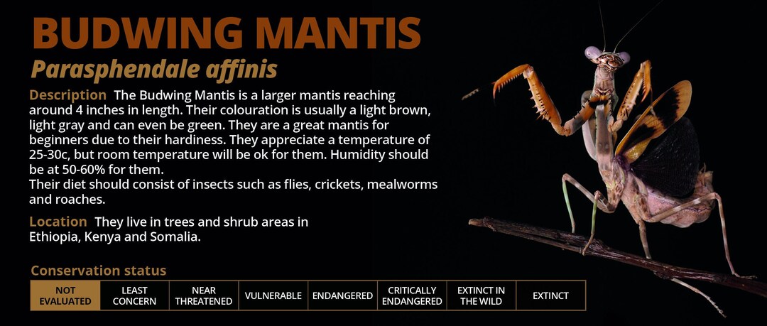 Invert Enclosure Labels Budwing Mantis Information Sticker - Glossy ...