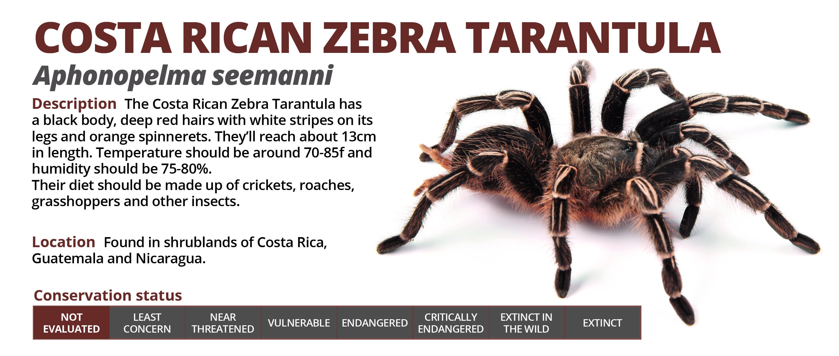 Costa Rican Zebra Tarantula