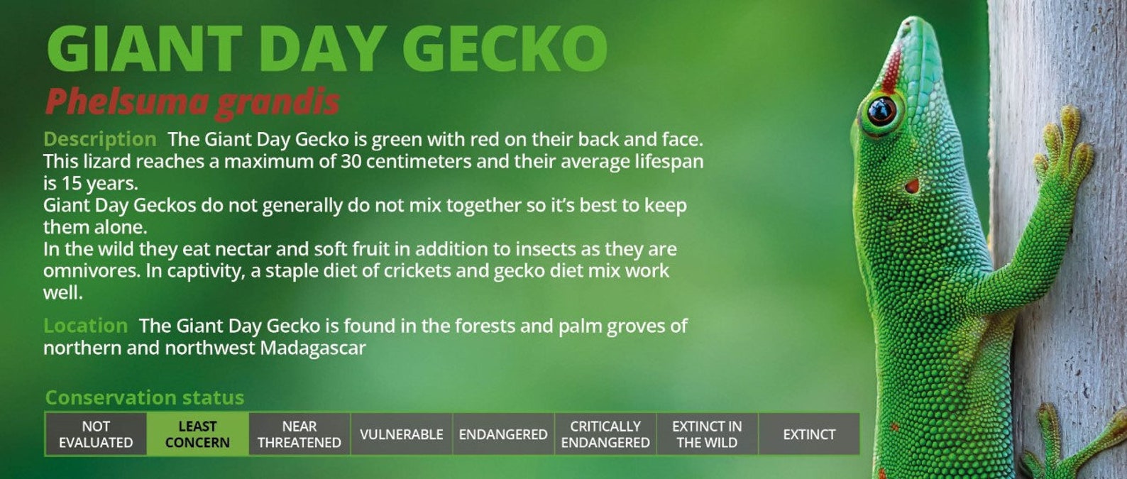 Personalised Giant Day Gecko Information Sticker Decoration | Etsy