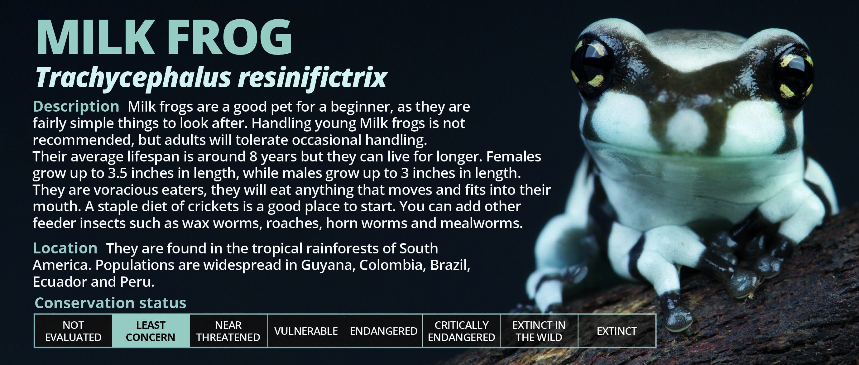 Personalised Milk Frog Information Sticker Decoration for - Etsy UK