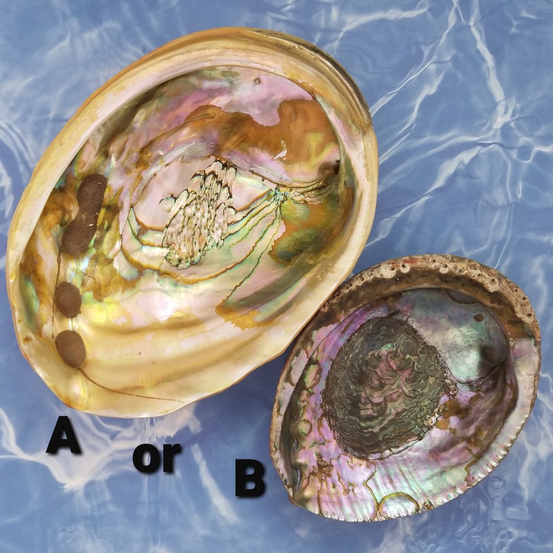Large Red Abalone OR Medium Abalone Shell for Trinkets or Sage Smudging ...