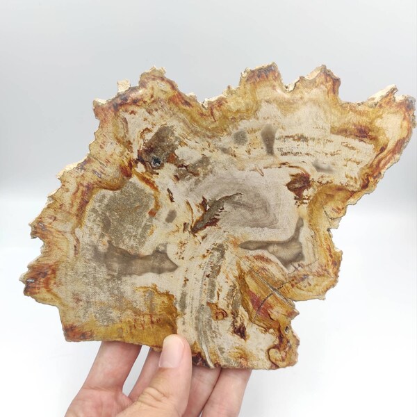 Petrified Wood Slab - Etsy