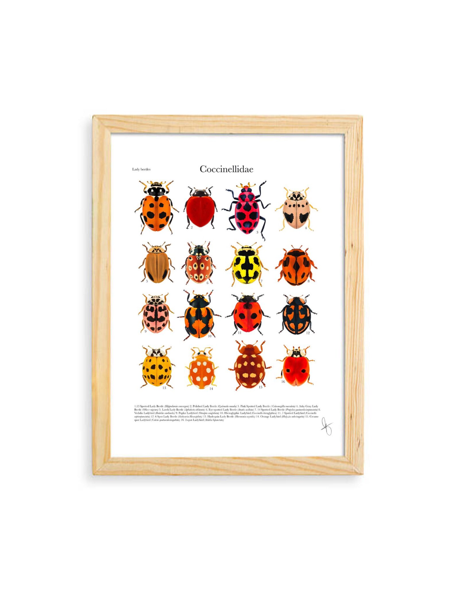 Lady Beetle Collection Art Print | Coccinellidae Illustration - Etsy