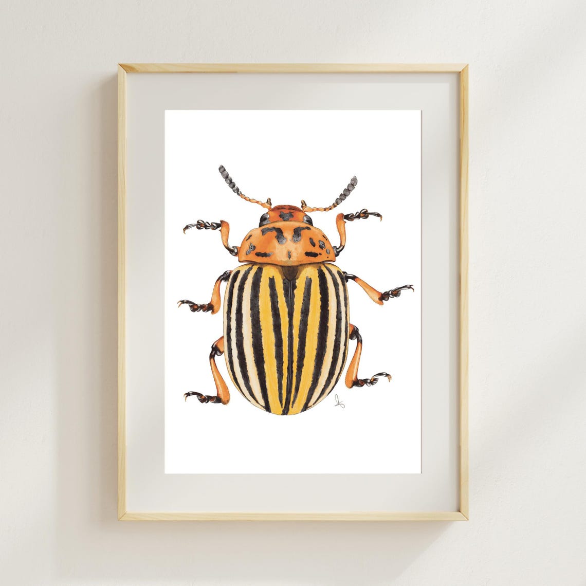 Colorado Potato Beetle Illustration - Entomology Art Print - Etsy