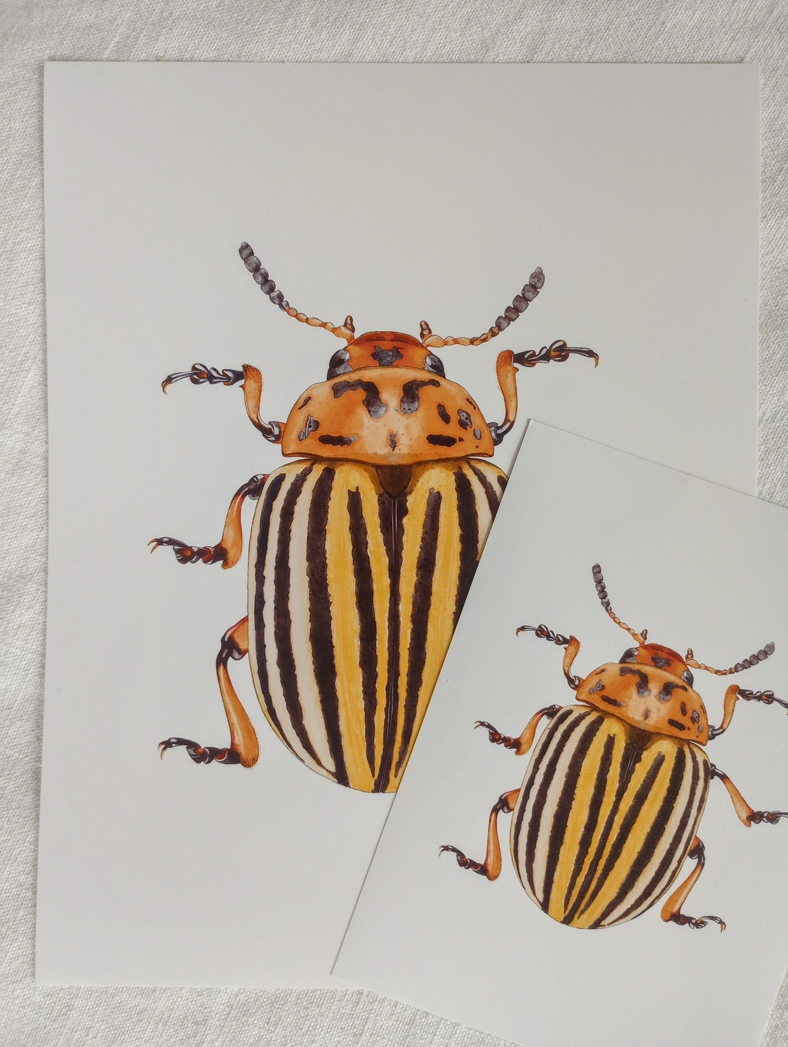 Colorado Potato Beetle Illustration Entomology Art Print - Etsy