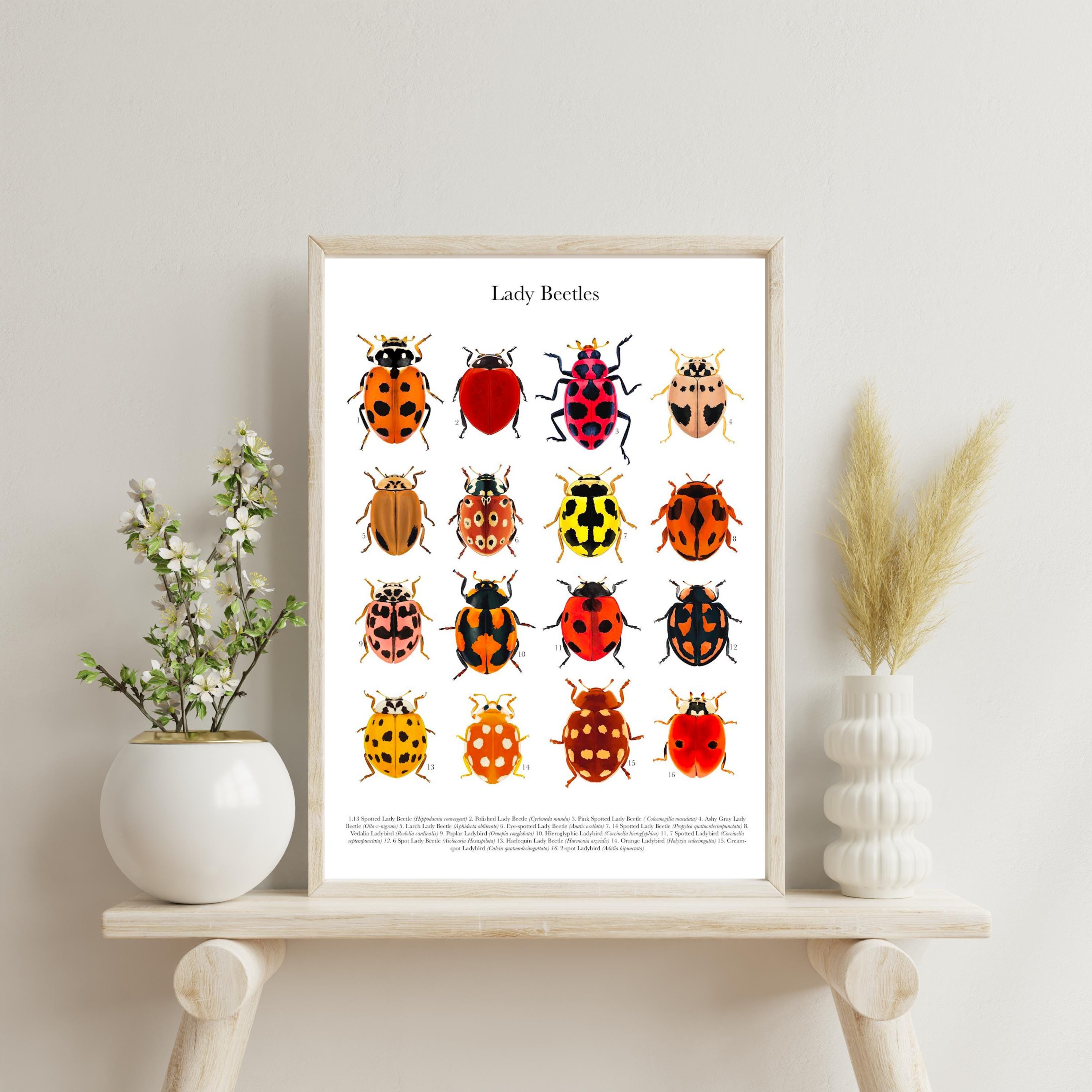 Lady Beetle Identification Chart • Coccinellidae Chart Print ...