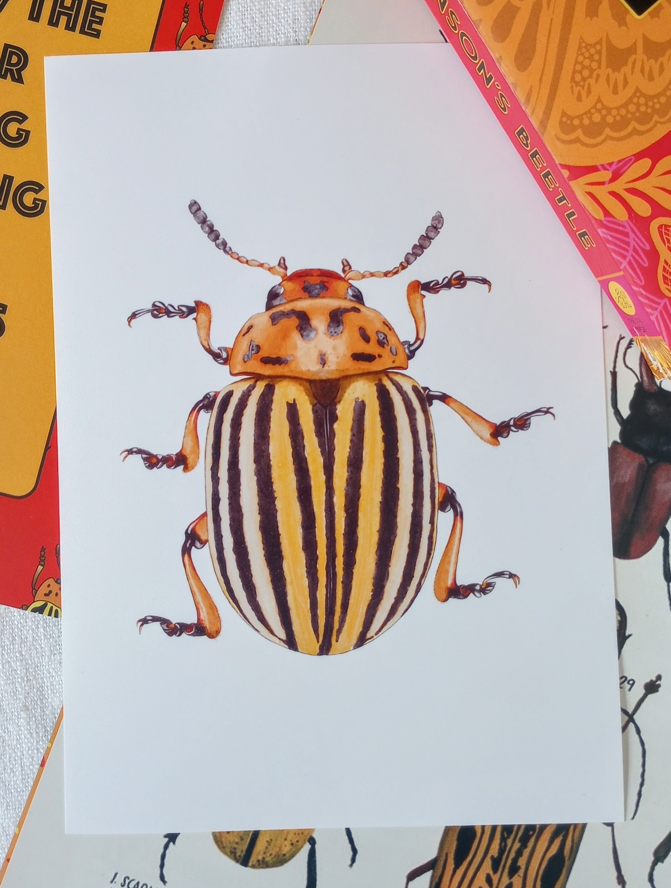 Colorado Potato Beetle Illustration Entomology Art Print - Etsy